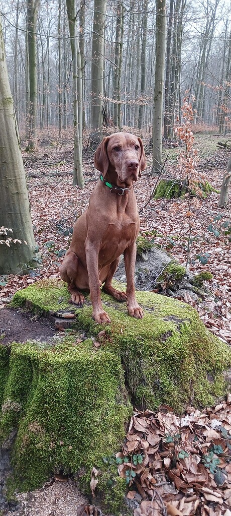 Niko wird zu Tibor und schreibt Vereinsgeschichte! - Geschichten von Euch für Euch - Pro Retriever